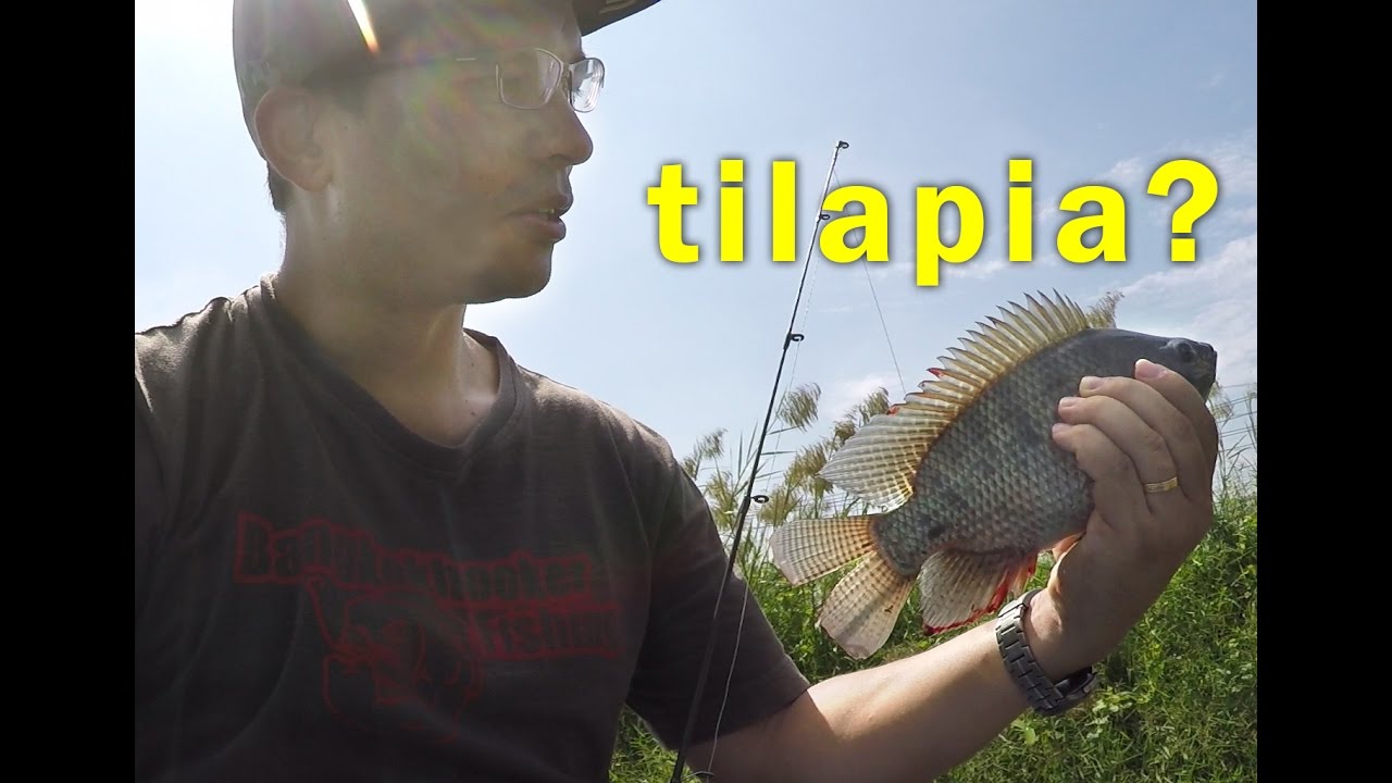 Alex catches a tilapia? - Bangna-Trad Fishing - YouTube