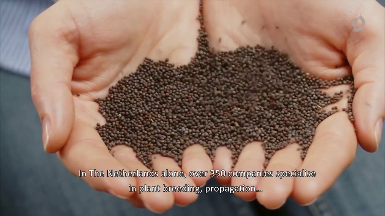 Breeding and seed production in horticulture - YouTube