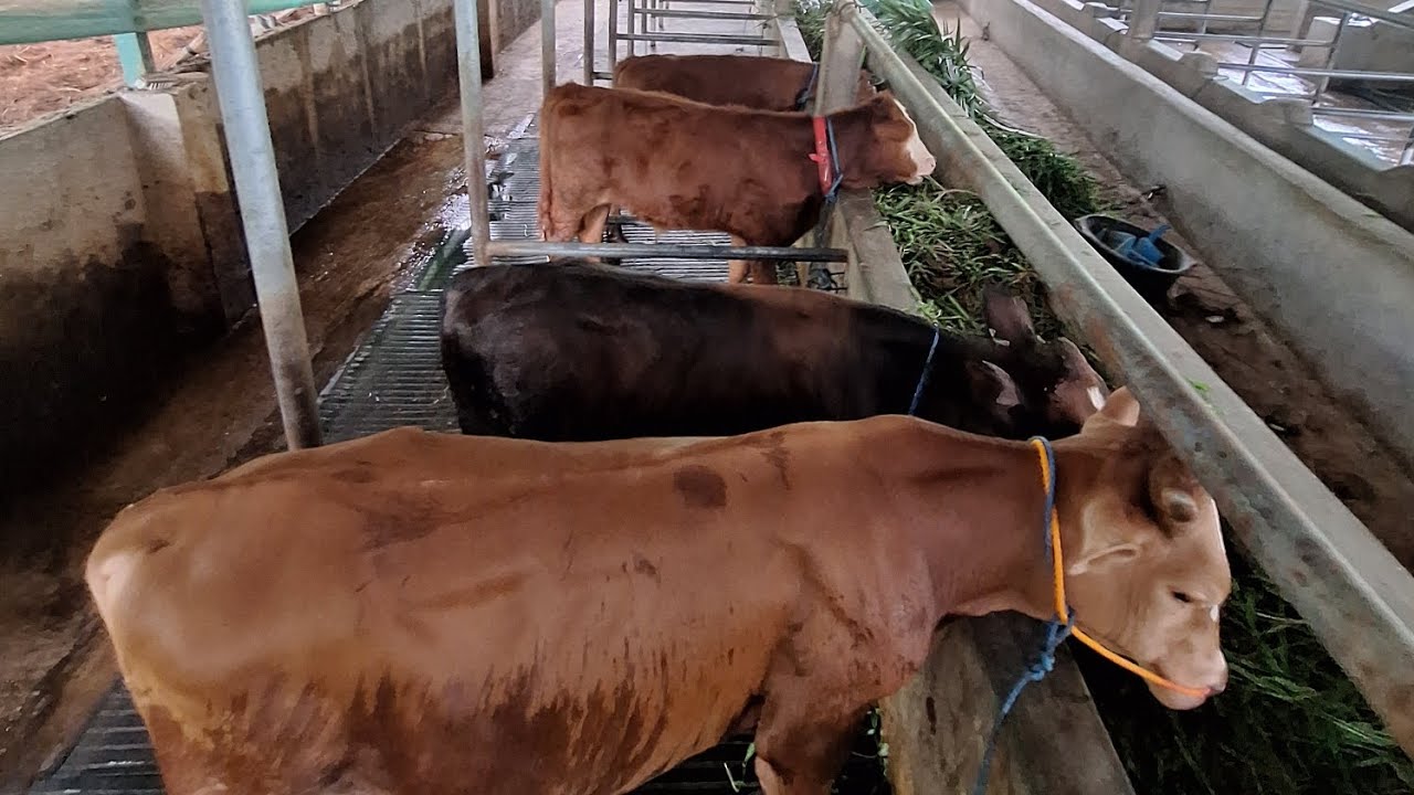 Stok Terakhir 4 Ekor Sapi...Senin 24-06-2024 - YouTube