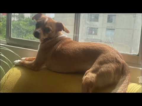 “YA ES LA HORA” SUZU OFFICIAL