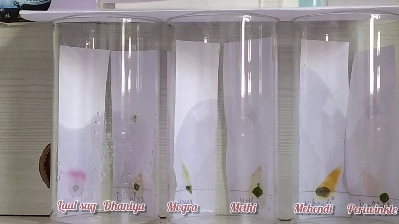 Chlorophyll chromatography with different leaves Timelapse - YouTube