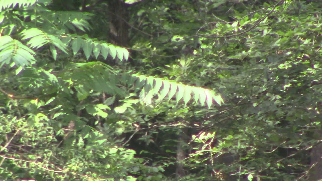 Wolfman Between The Trees and Other Beings 7/5/19 - YouTube