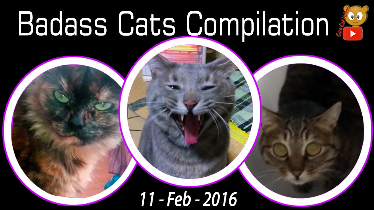 Badass Cats Compilation 11-Feb-2016, Funny Badass Cat Videos [HD] gatos ...