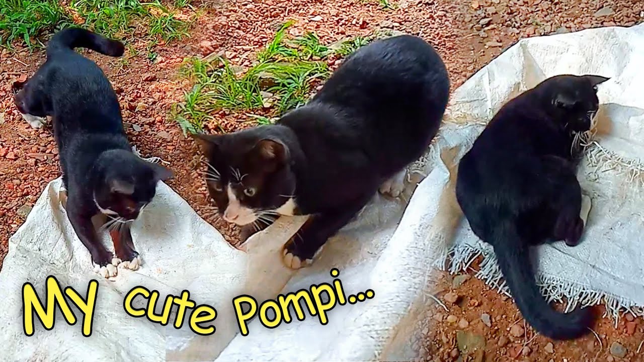 My cute pompi... Cat funny video :) - YouTube