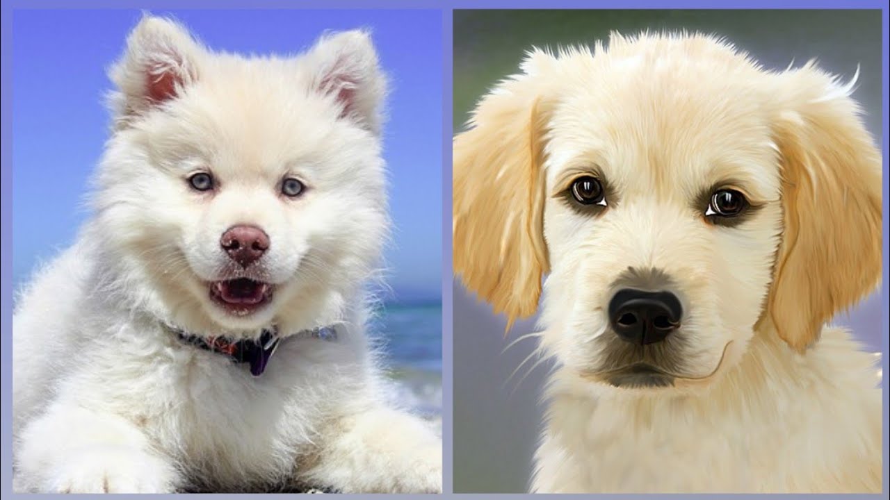 Dog-Playing in slow Motion 4K HD video || Animals Bazz || Animal and ...