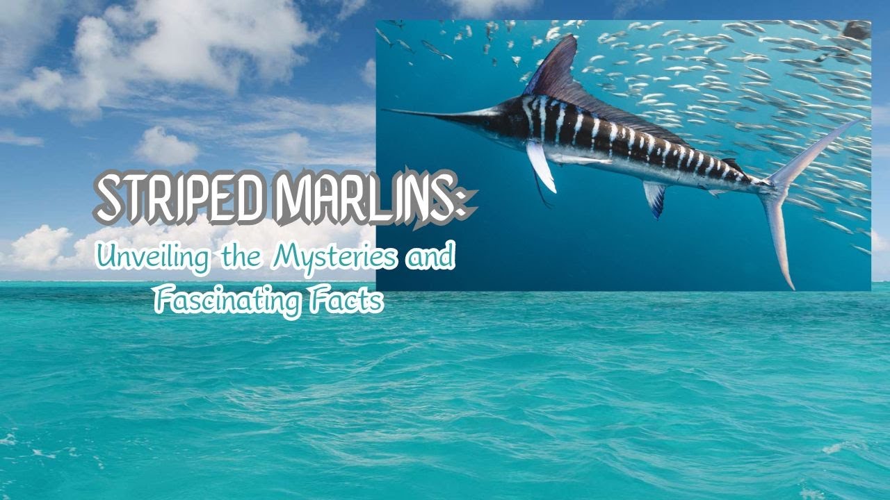 Striped Marlins: Unveiling the Mysteries and Fascinating Facts #marlin ...