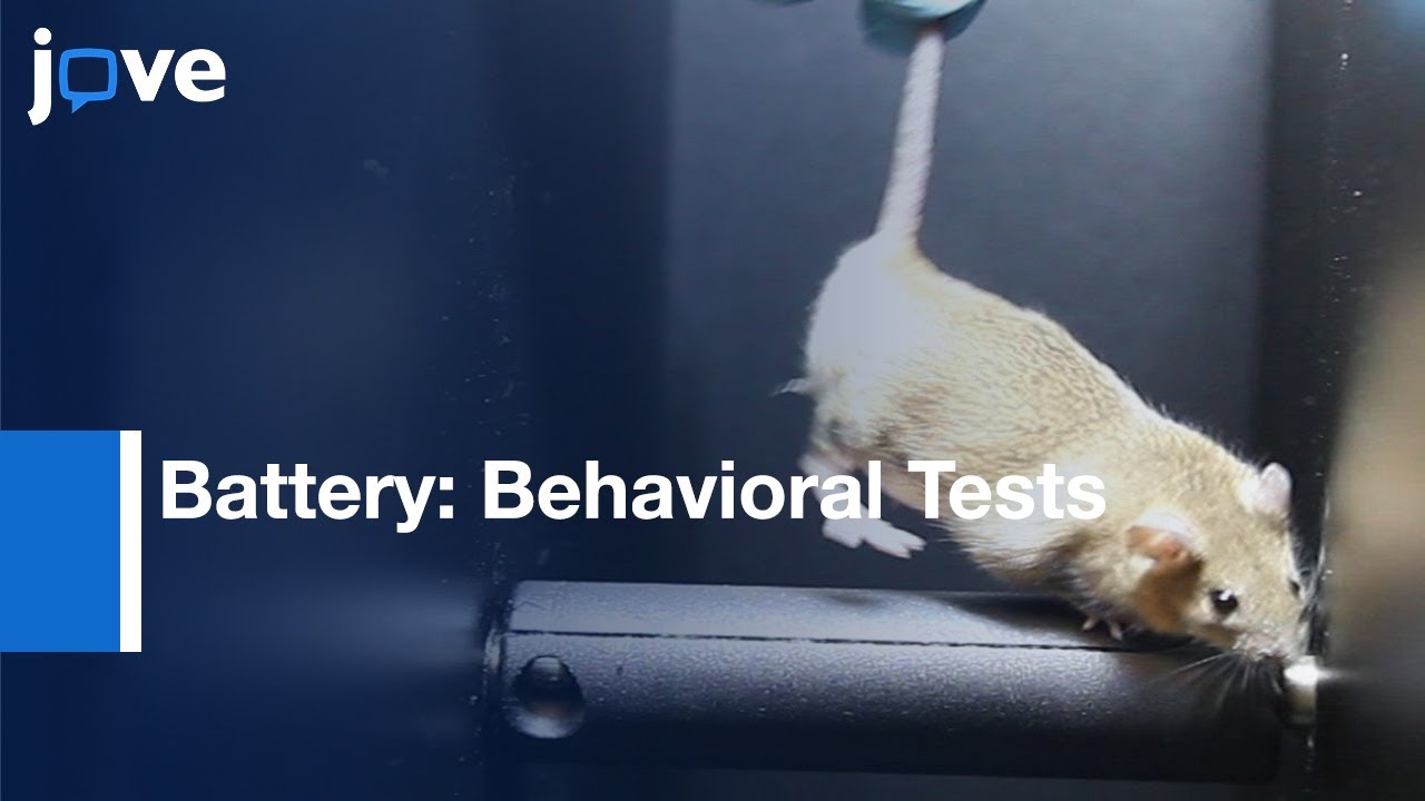 Assessing General Locomotion, Muscular Strength & Coordination In Mice ...