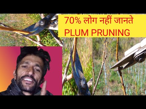 Plum pruning and training session|pruning of fortune plum tree|पल्म Pruning केसे करें. - YouTube
