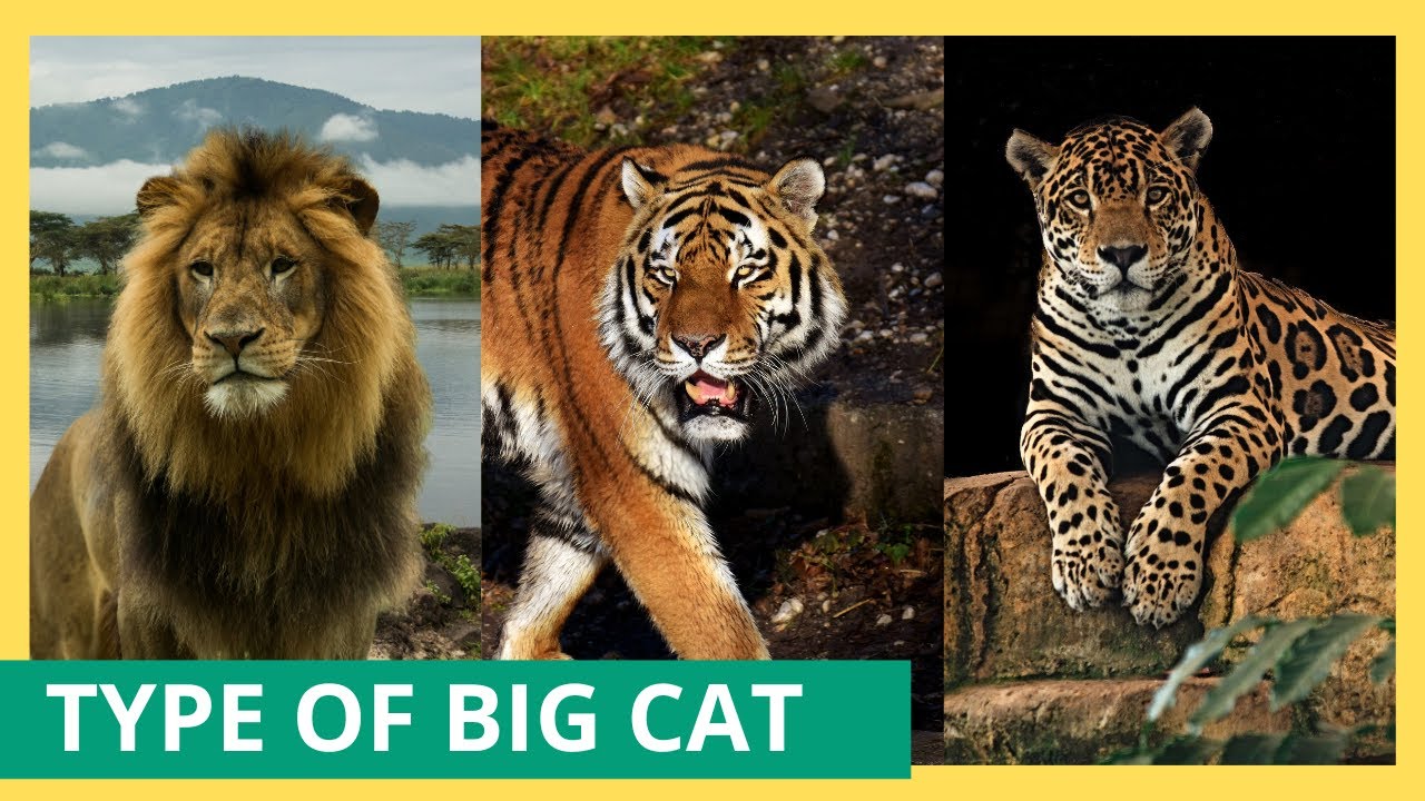 Type of big cat and sound - YouTube