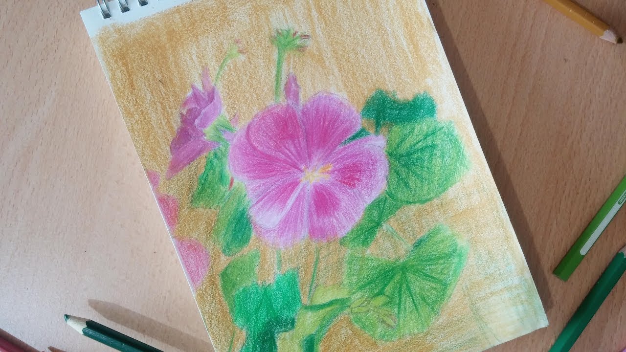 Geranium Flower - Speed Drawing - YouTube