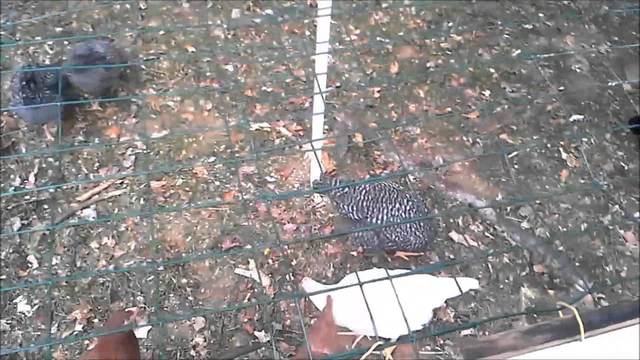 10 week old chickens - YouTube