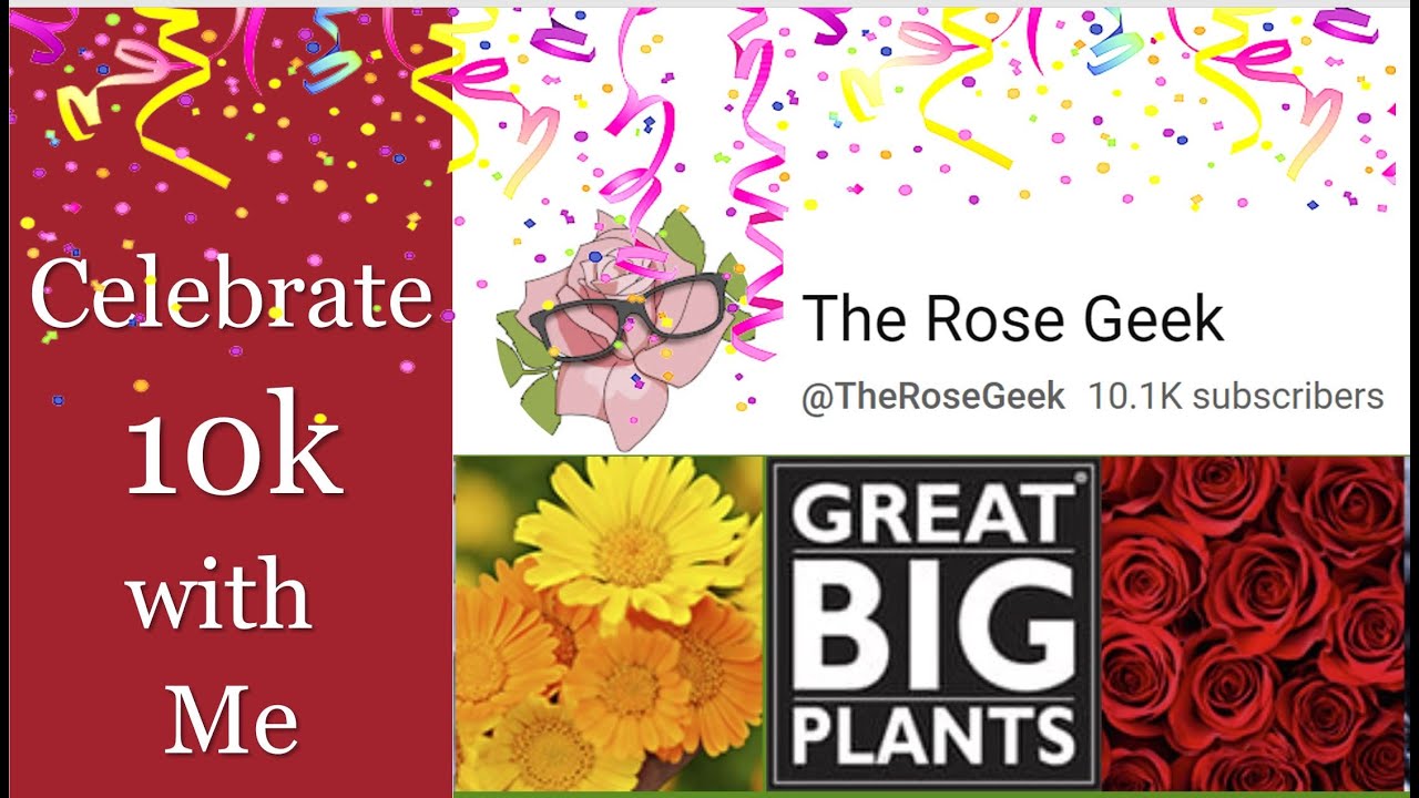 🌹 Celebrating 10K Subs! | Great Big Roses Giveaway | Thank you! - YouTube