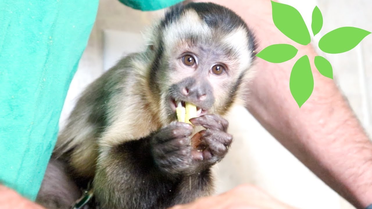 Baby Monkey Veggie Crisp Foraging! - YouTube