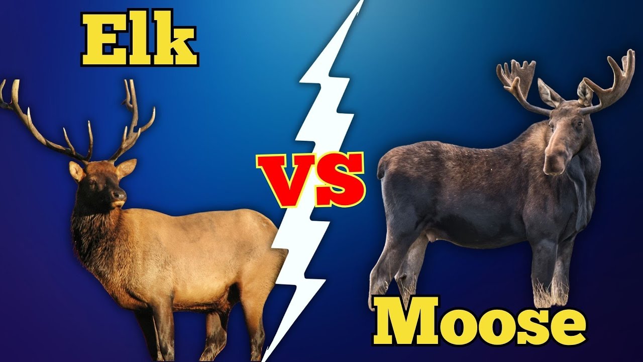 Elk vs Moose: Antlered Giants of the North! - YouTube