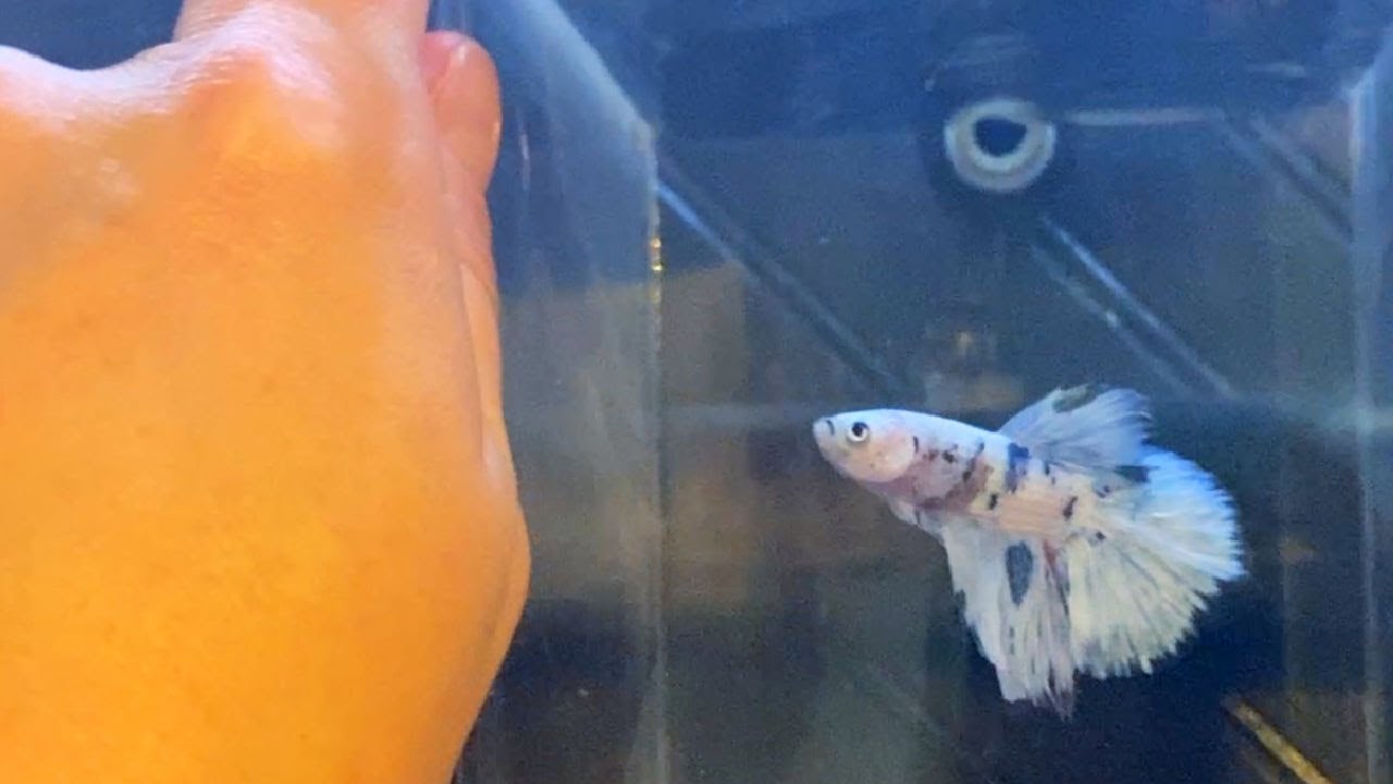 Full Betta House Tour! - YouTube