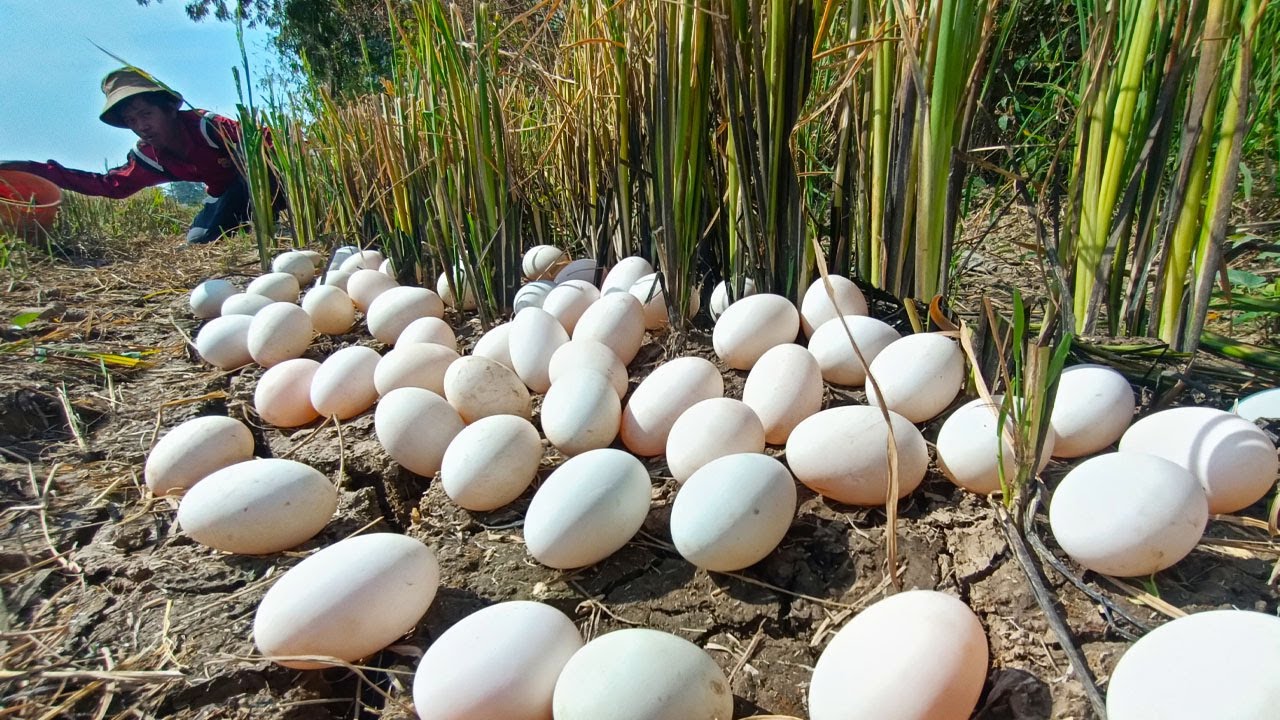 wow wow wow farmer pick a lots of eggs duck in the rice field pick by ...