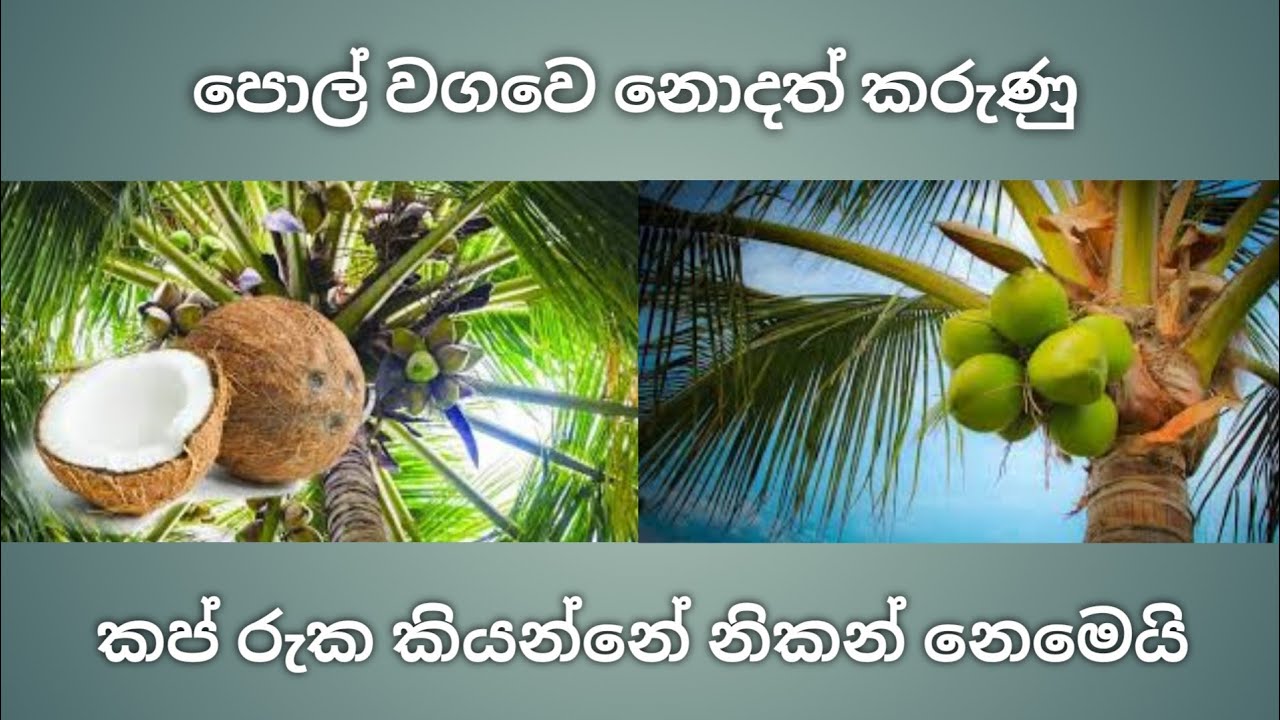 Coconut Tree | Pol Gasa | පොල් ගස - YouTube