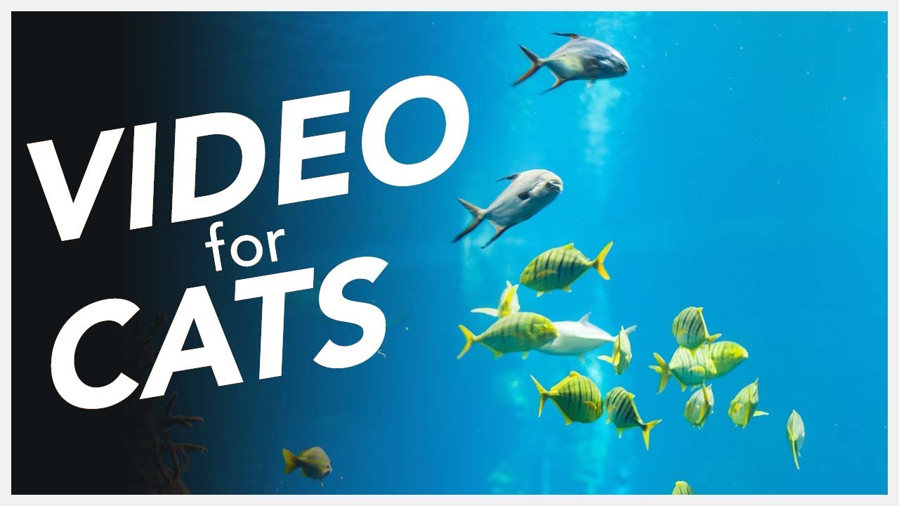 Video For Cats 🐠 - Underwater Diving with Fishes! Entertainment for ...