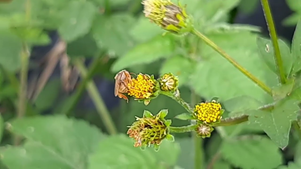 El mozote, planta útil para las abejas. - YouTube