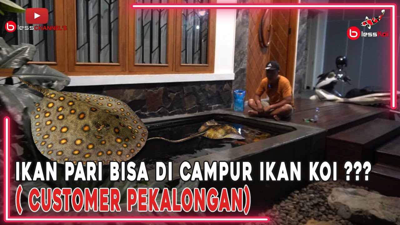 IKAN PARI BISA DI CAMPUR IKAN KOI ? ? ? ( CUSTOMER PEKALONGAN ) - YouTube