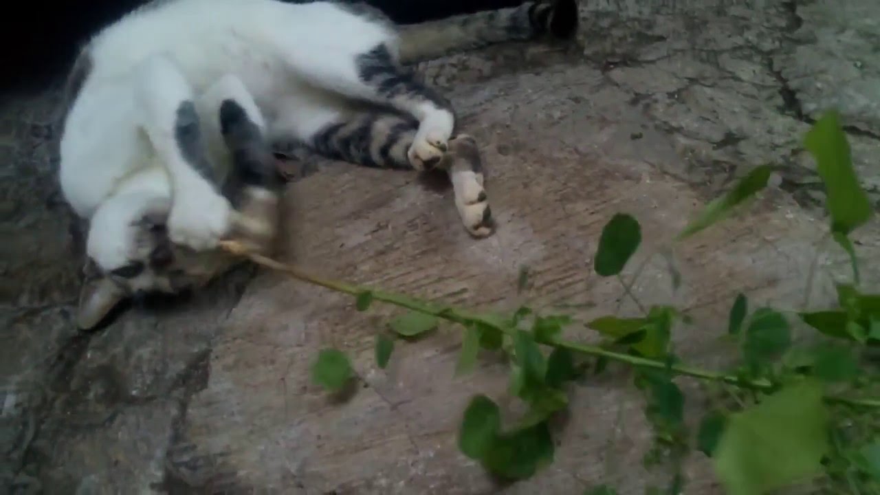 Cats react to Akar Kucing (Acalypha Indica) - YouTube