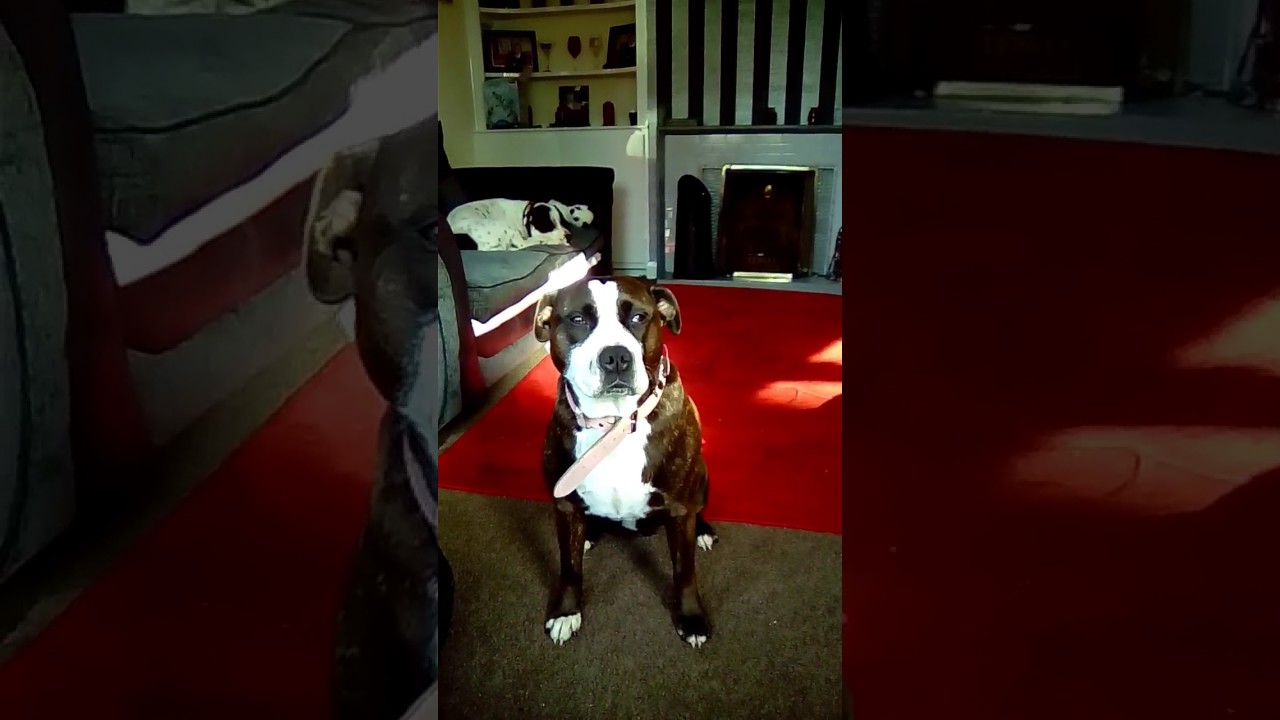 The cutest dog call Tilly - YouTube