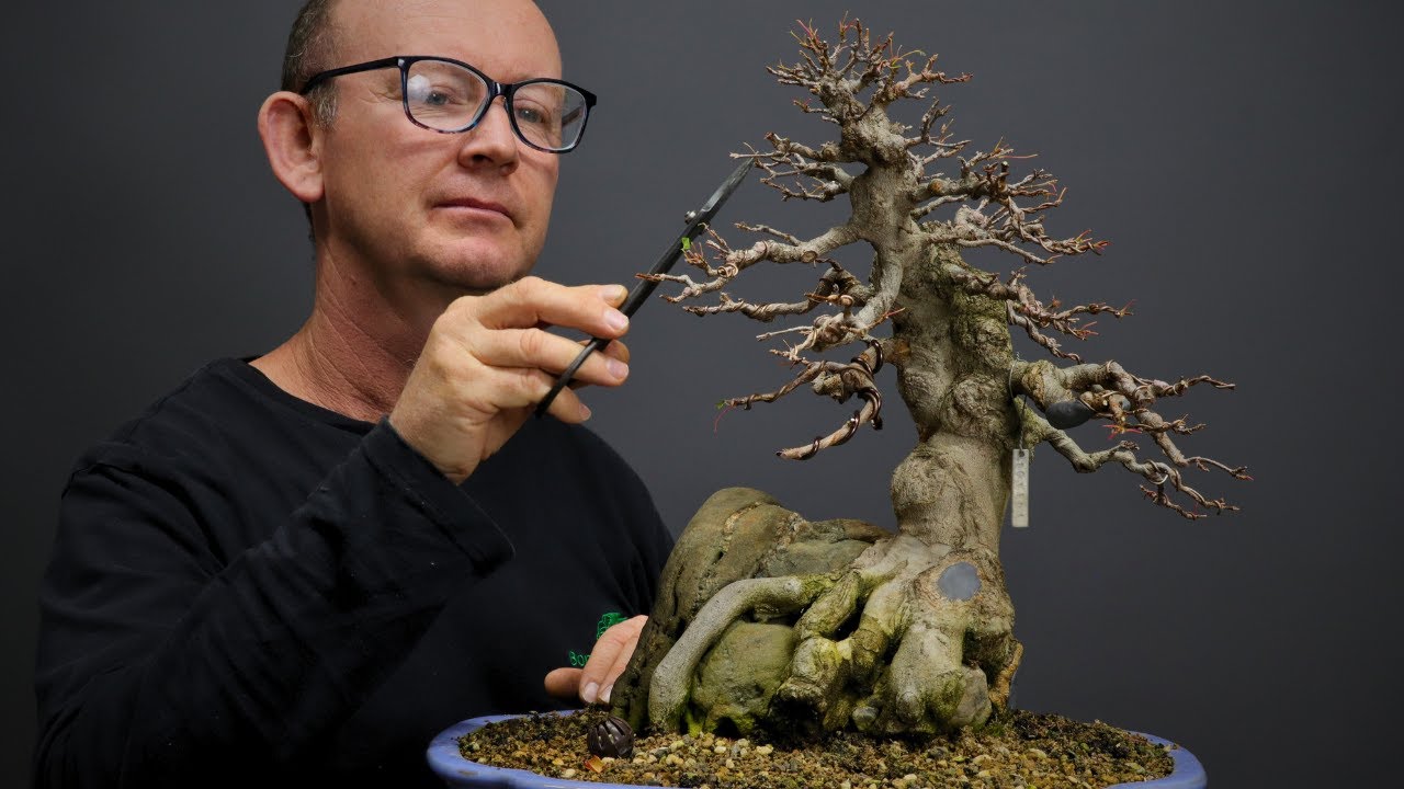 Autumn tasks on Trident maple root over rock bonsai - YouTube