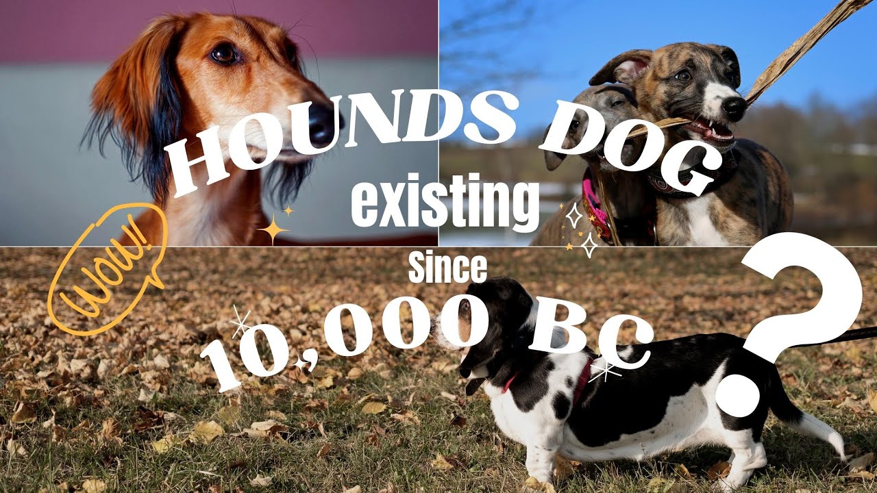 The History Of Hounds Dog - YouTube