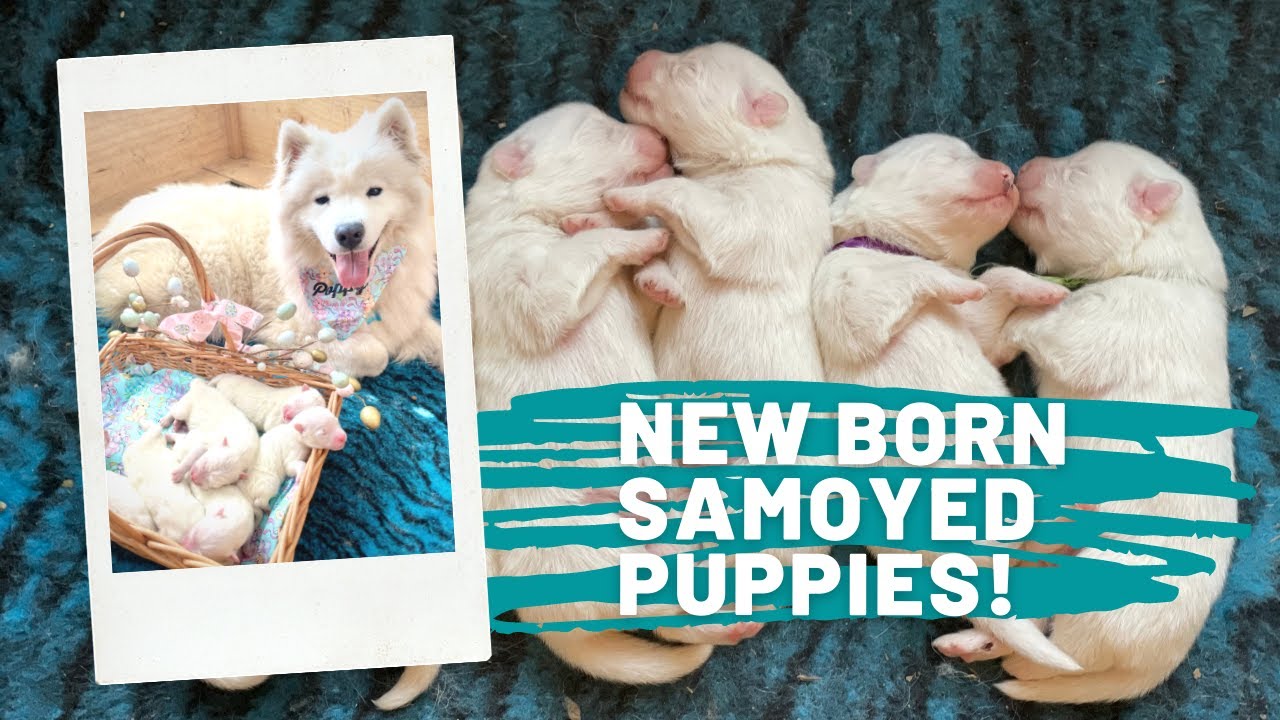 Newborn Samoyed puppies - YouTube