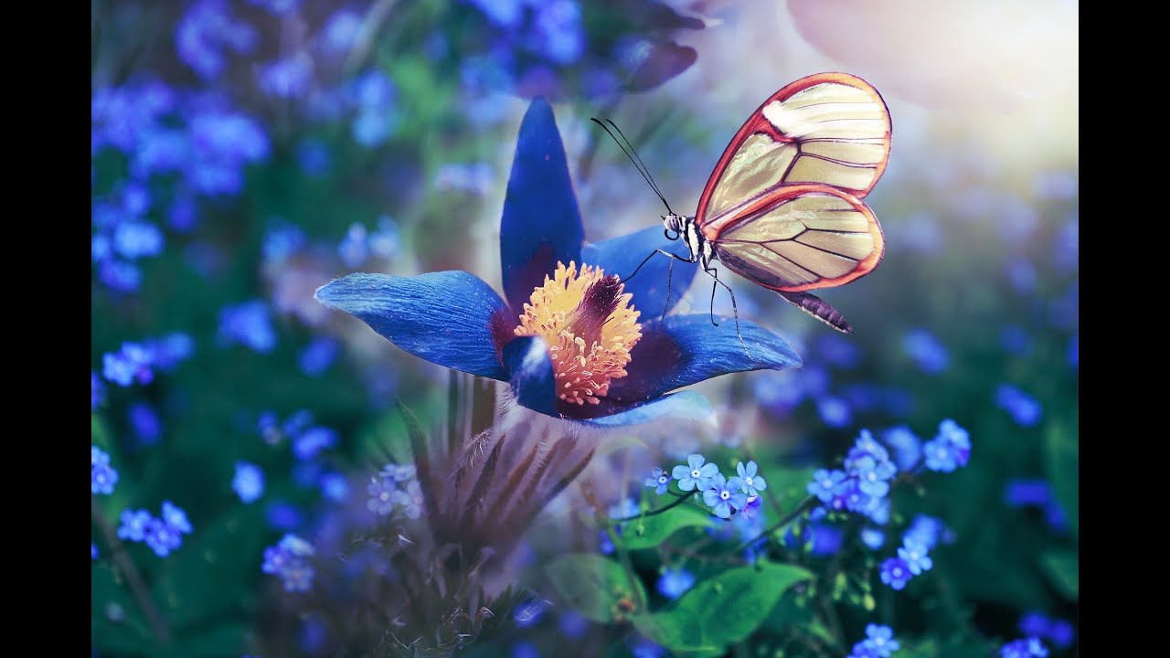 Butterflies with beautiful calming music and visuals - YouTube