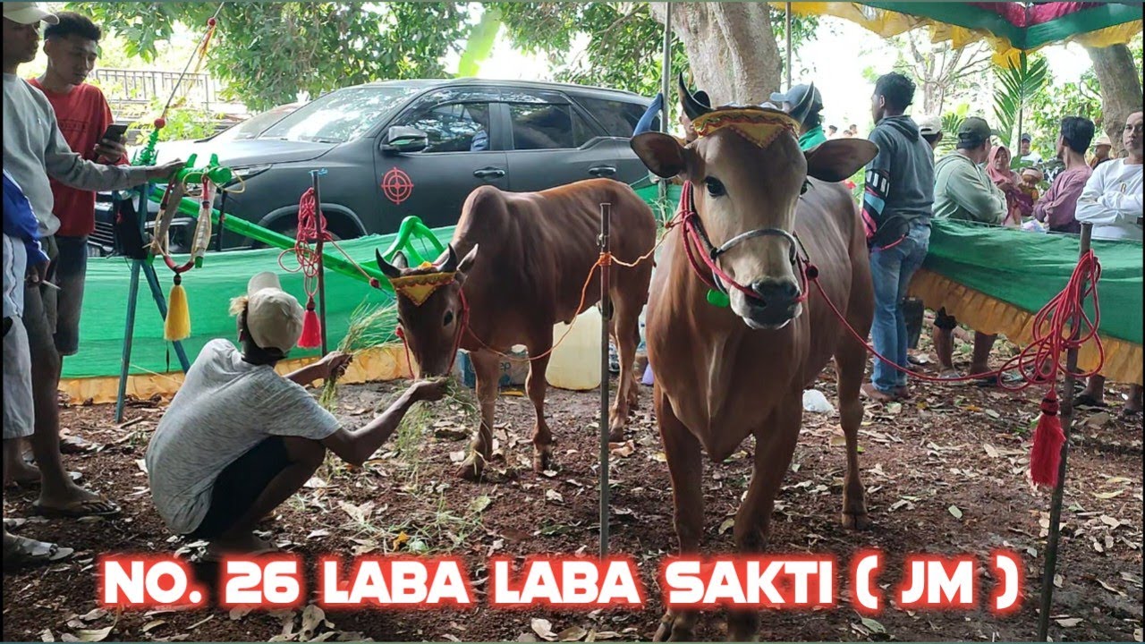 Inilah sapi Jet Tempur yang ikut seleksi KAB Sumenep 2024 - YouTube