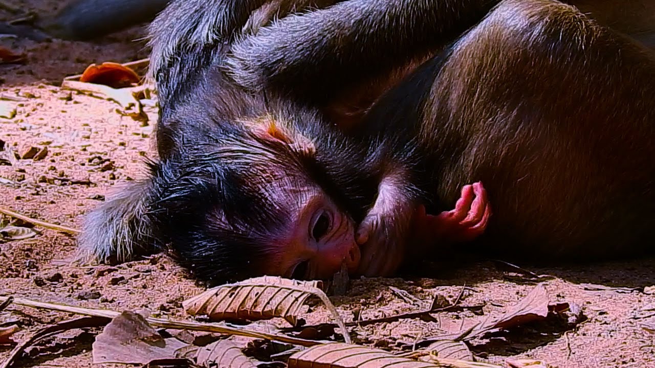 Mama Monkey’s Big Heart - YouTube