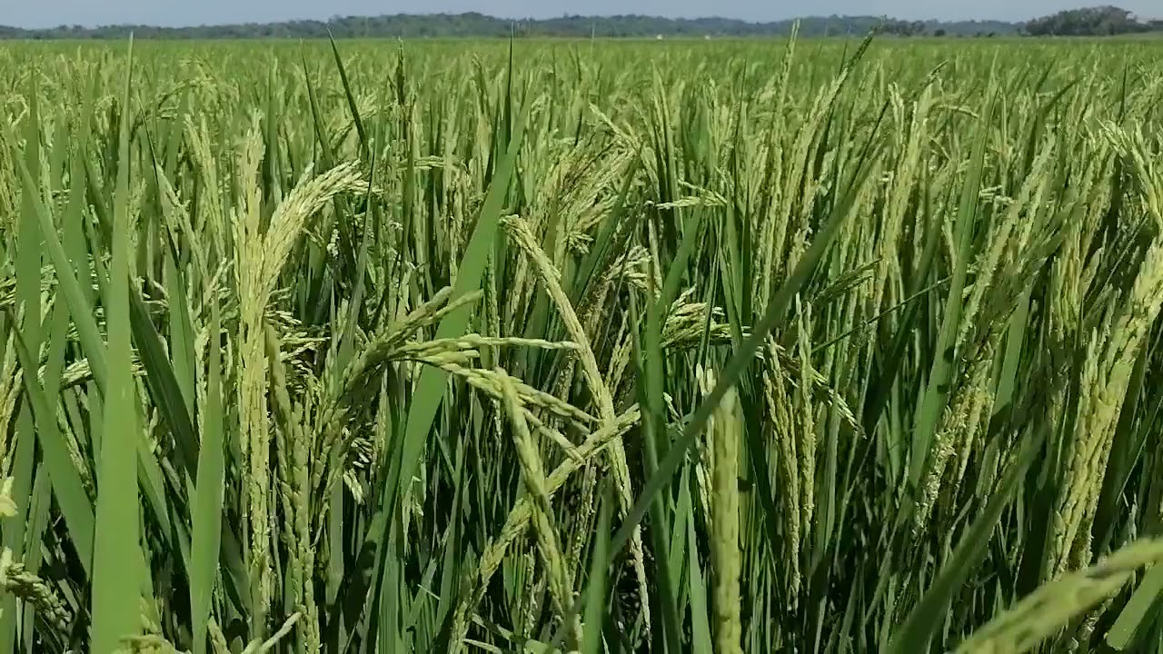 RICE FARMING - MILKING STAGE - YouTube