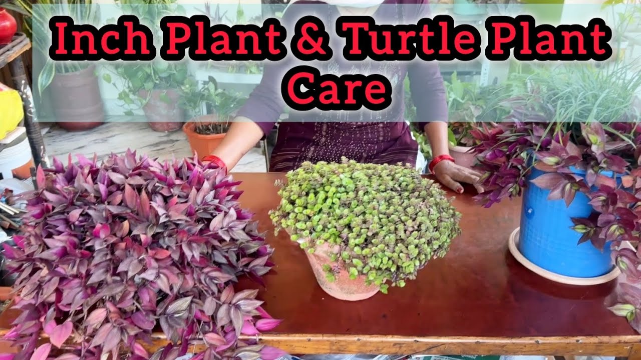 Inch Plant Care| Turtle Plant Care| Hanging Plants - YouTube