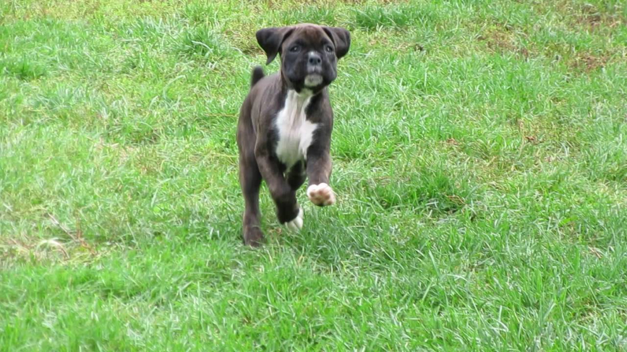 7 week old boxer pup trying to get big brother to chase her - YouTube