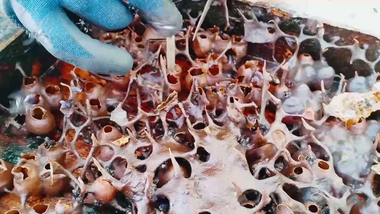Proses Sedut Madu Kelulut - YouTube
