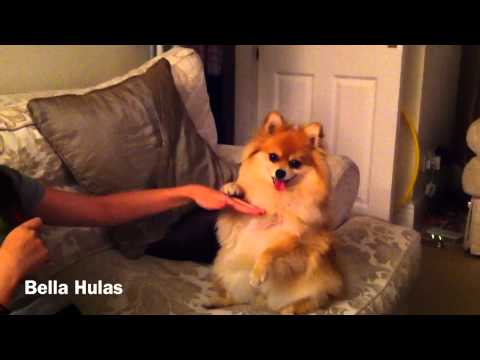 Pomeranian Puppy Dog Hula Dance - YouTube