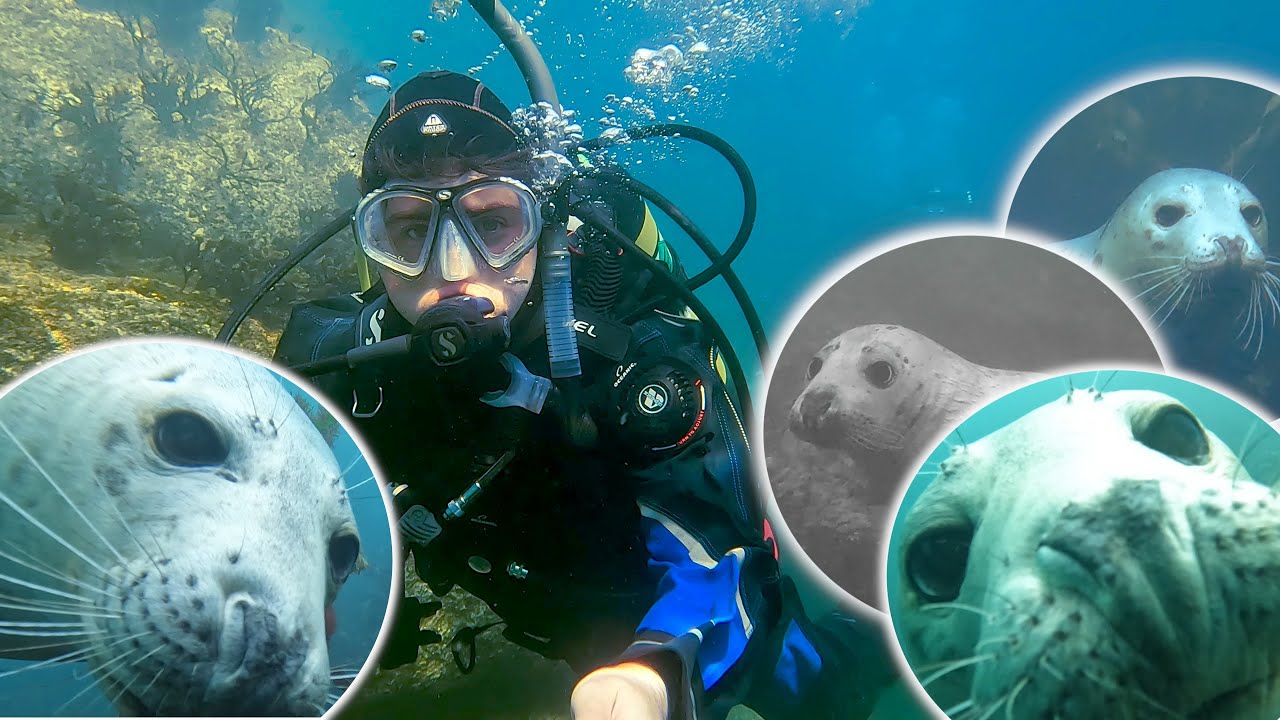 Swimming with Seals! - Lundy Island Diving - YouTube