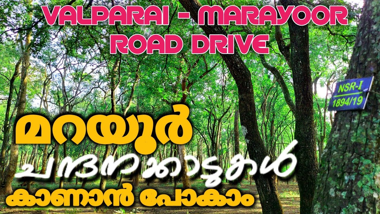 marayoor sandal forest | marayur | Valparai to marayoor road drive ...