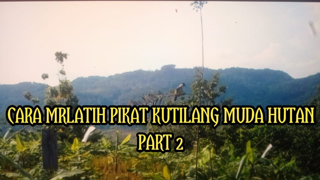 CARA MELATIH PIKAT KUTILANG MUDA HUTAN PART 2 - YouTube