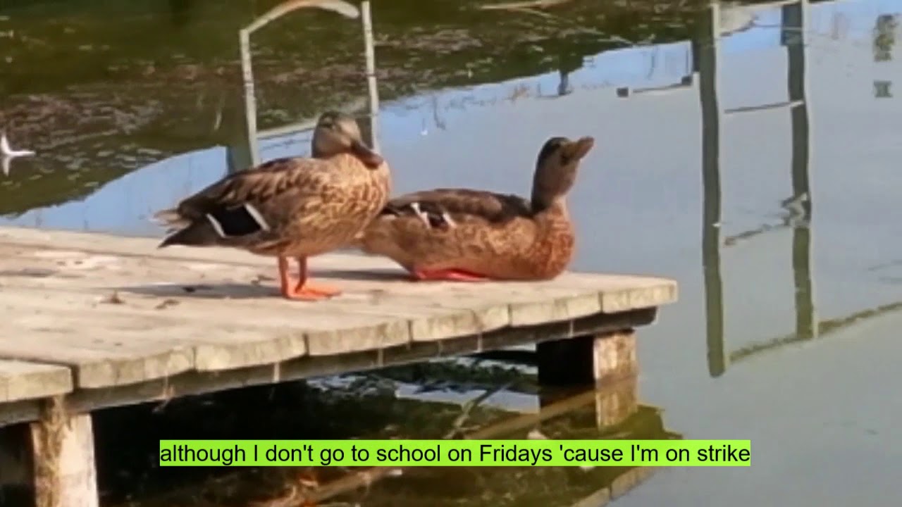 Duck Chatter - YouTube