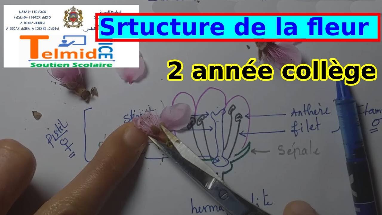 2ac Collège dissection de la fleur + comparaison fleur et fruit - YouTube