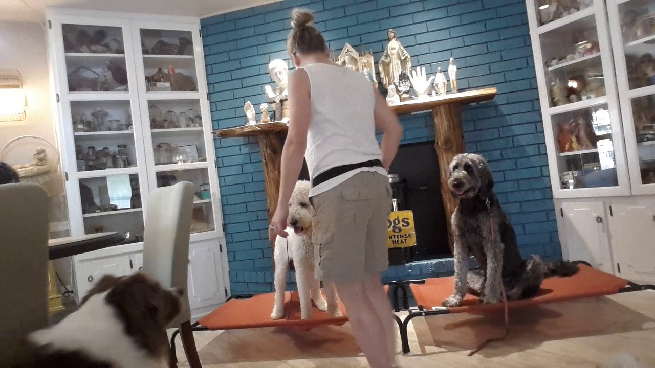 How To Train 2 Bouncing Dogs To Stay On Place With Distraction YouTube how-to-train-2-bouncing-dogs-to-stay-on-place-with-distraction-youtube