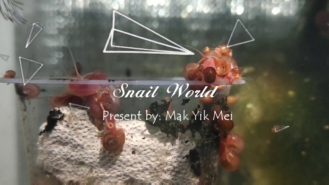 Snail World - YouTube