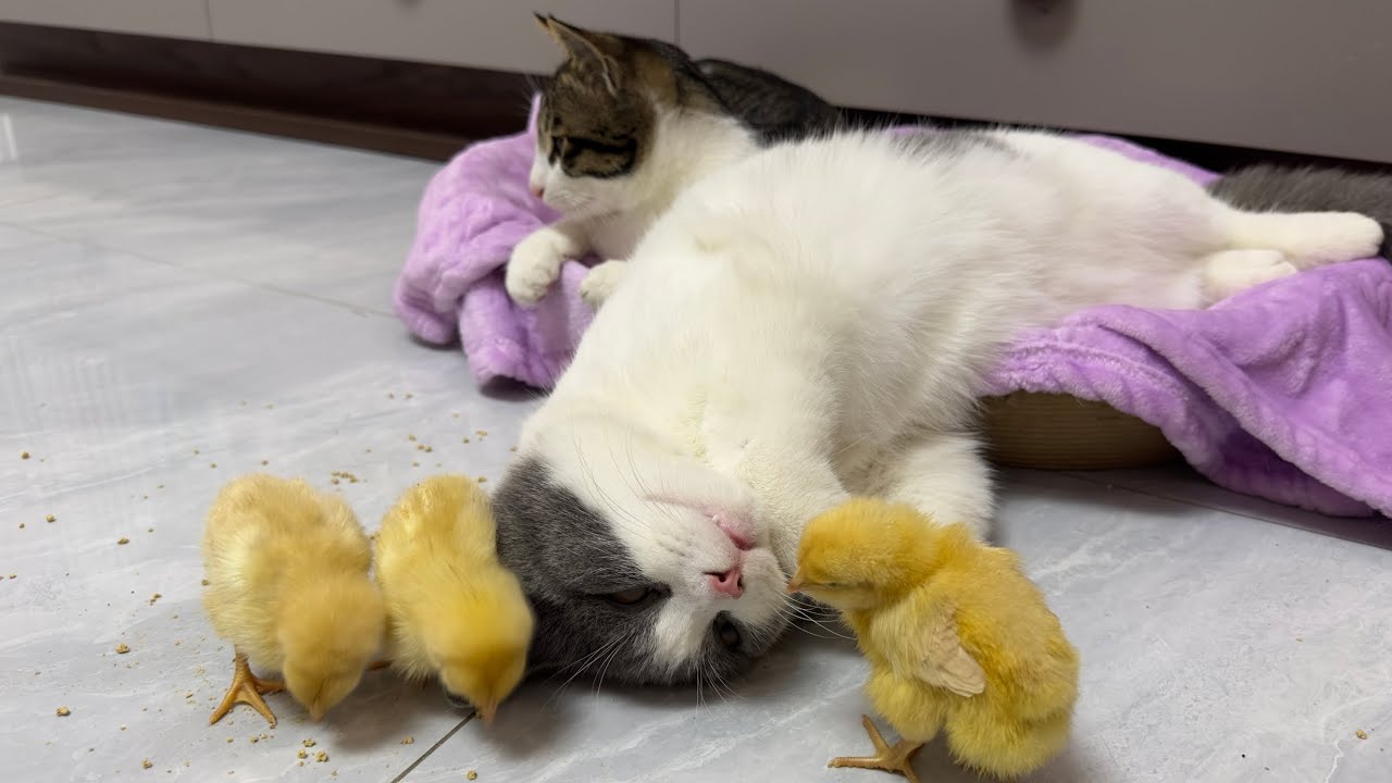 The kitten wants to hug the chicken to bed and sleep together. Cute and ...