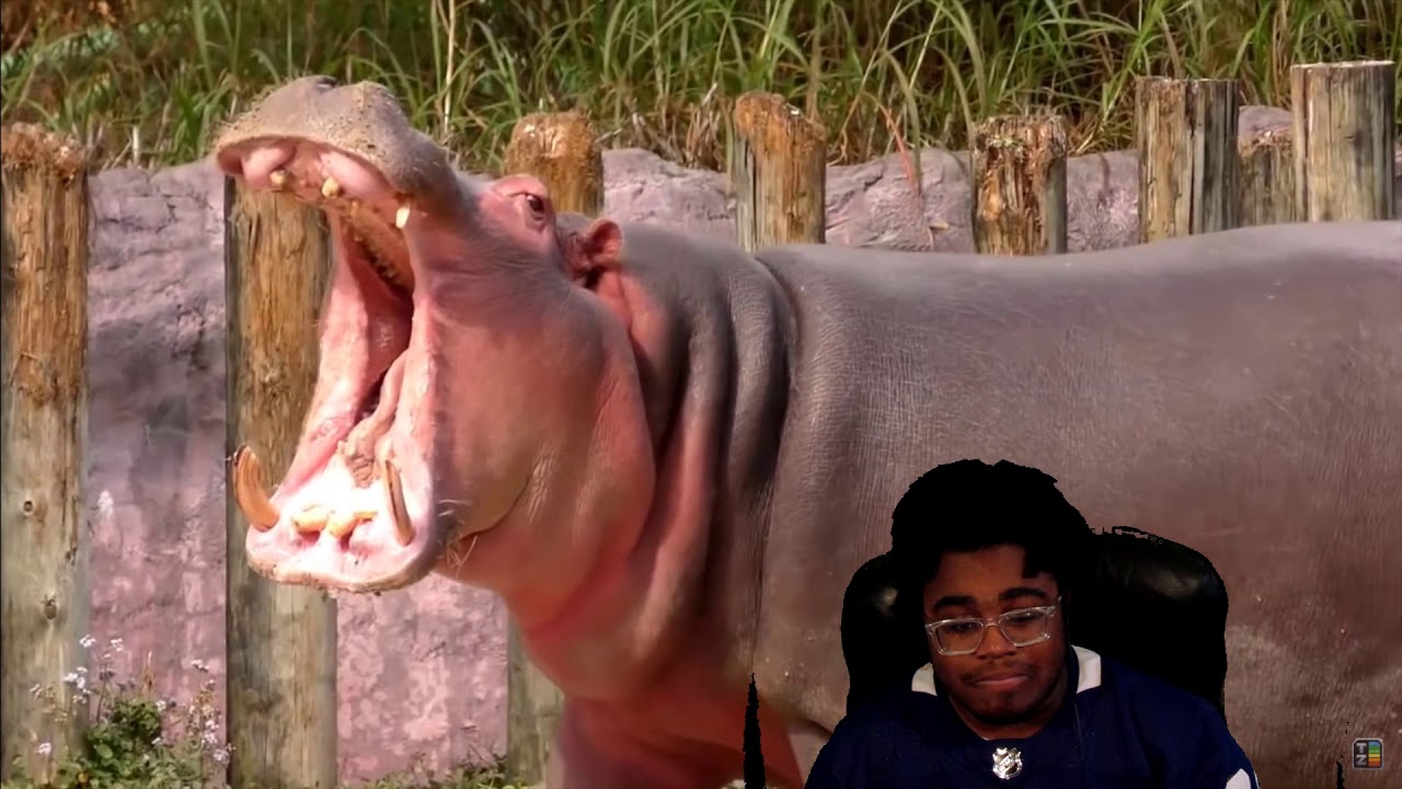 Are Hippos OP? -Tier Zoo Reaction* - YouTube