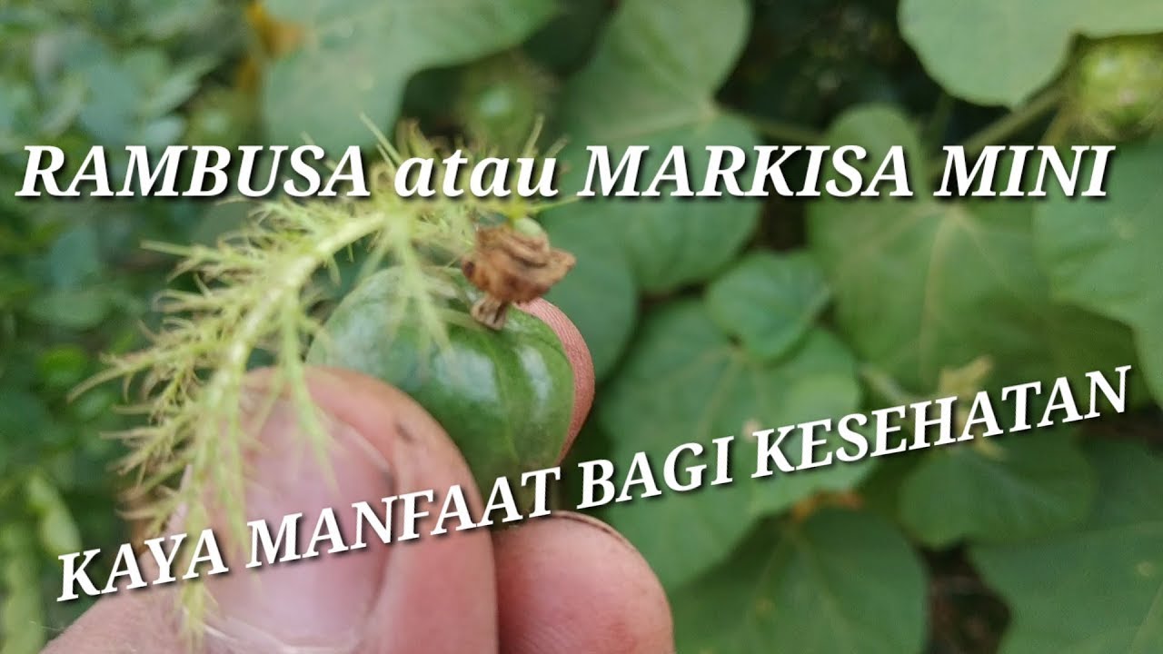 BUAH RAMBUSA SI MARKISA MINI, MANFAATNYA BAGI KESEHATAN - YouTube