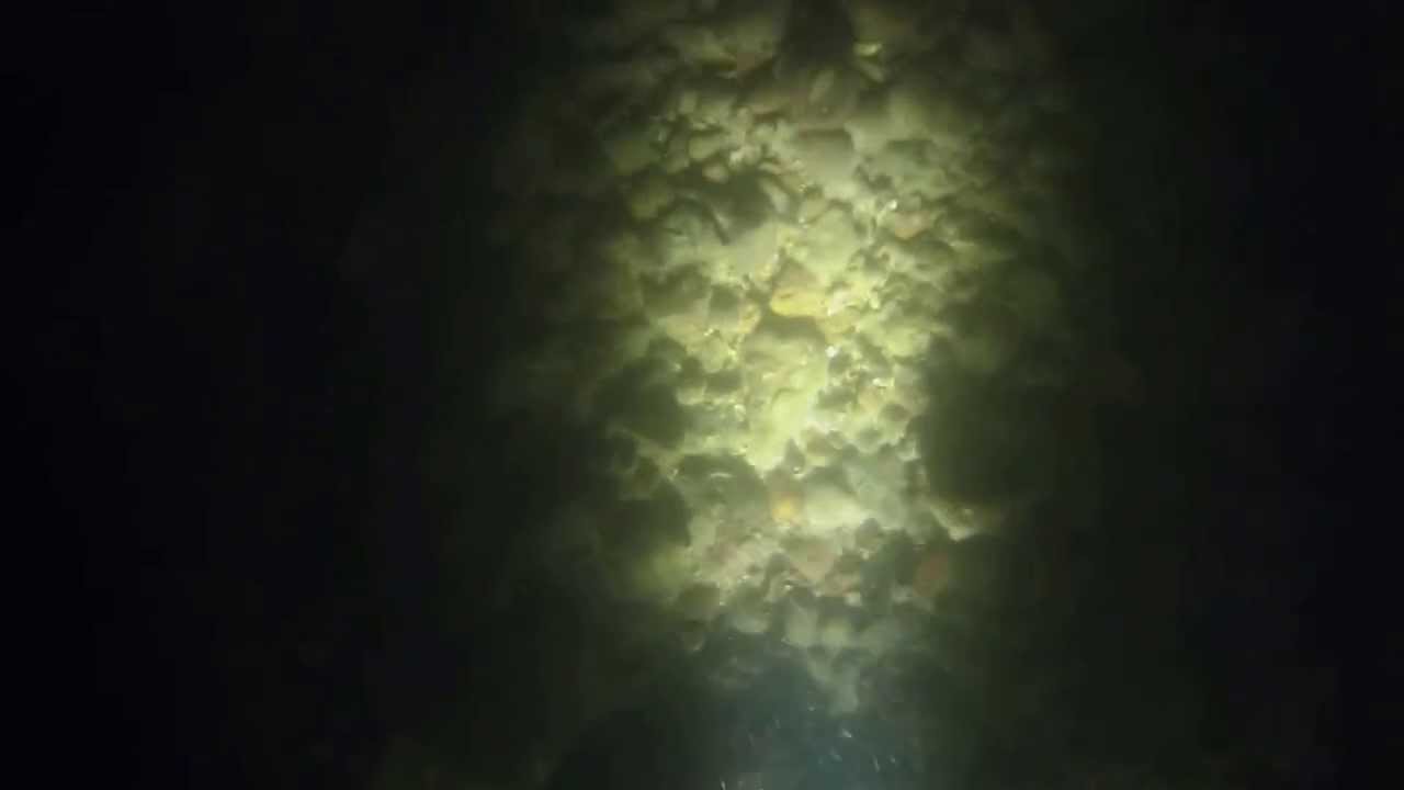 Diving for fossils in the Cooper River, South Carolina, September 28 ...