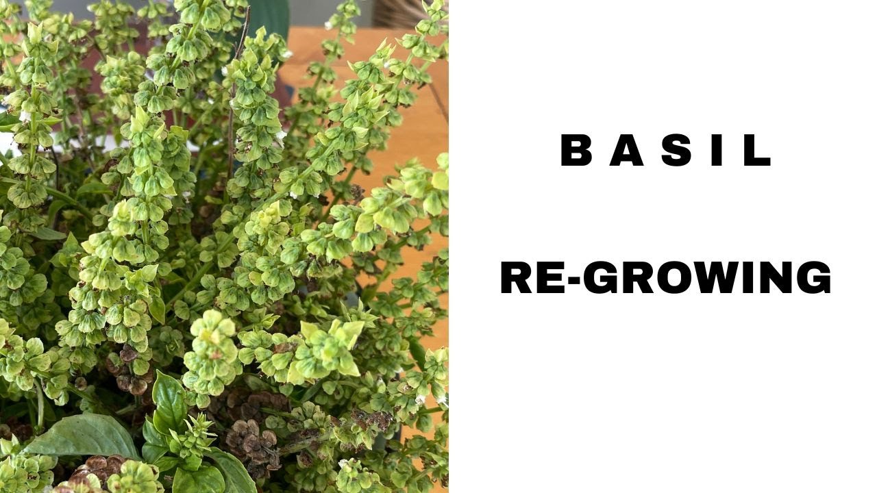 RE-GROWING OLD BASIL PLANT - YouTube