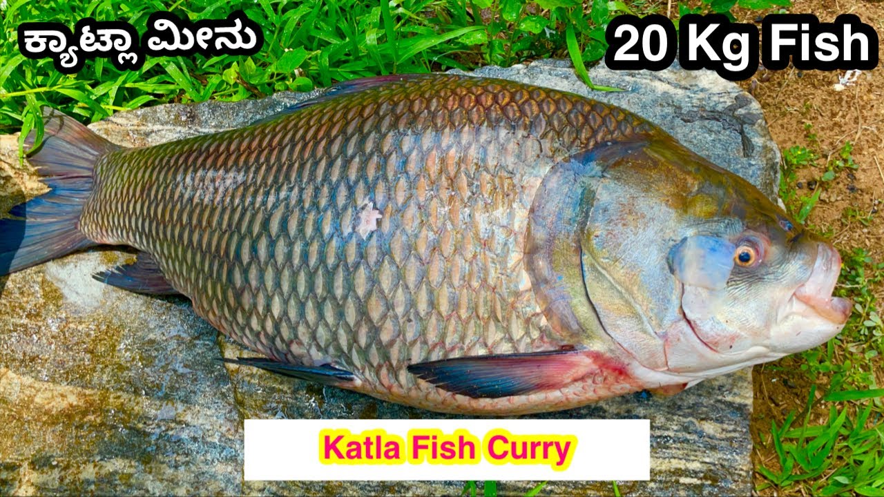 Katla Fish Curry in Kannada |Katla Fish Curry |Katla Fish Curry ...